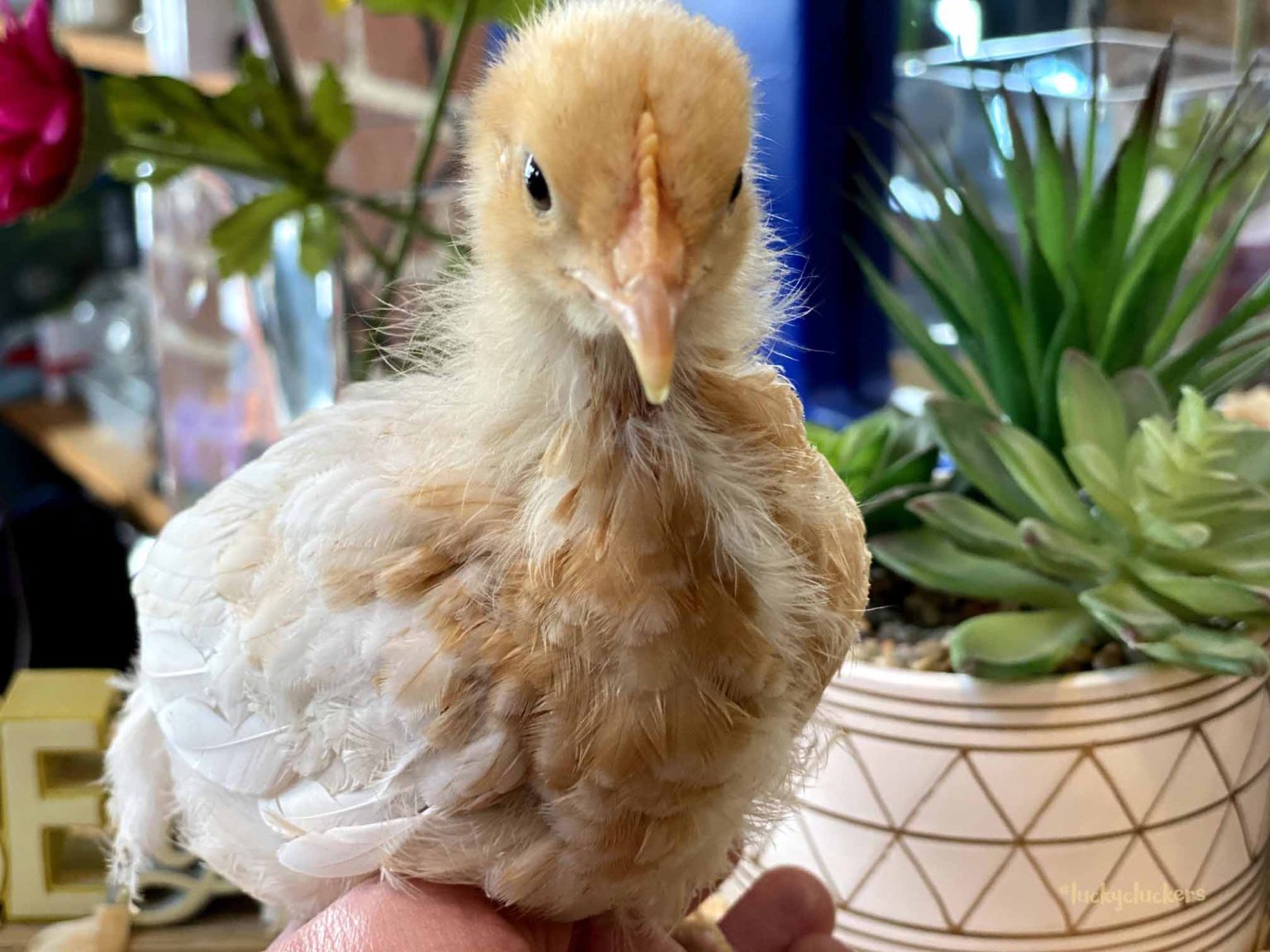 Lucky Cluckers – #livinglegendaryadventures #luckycluckers