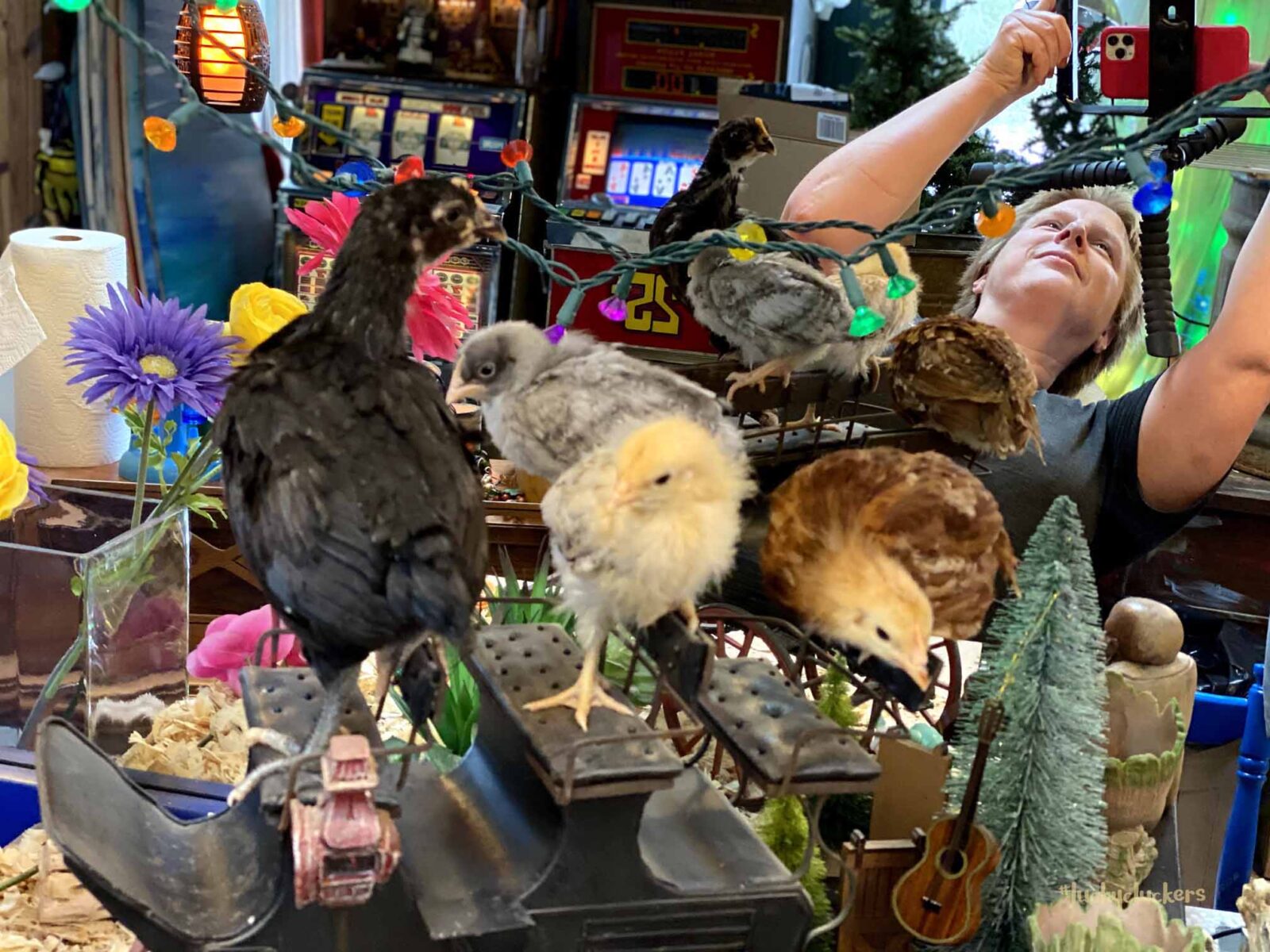 memes ala chicken – Lucky Cluckers